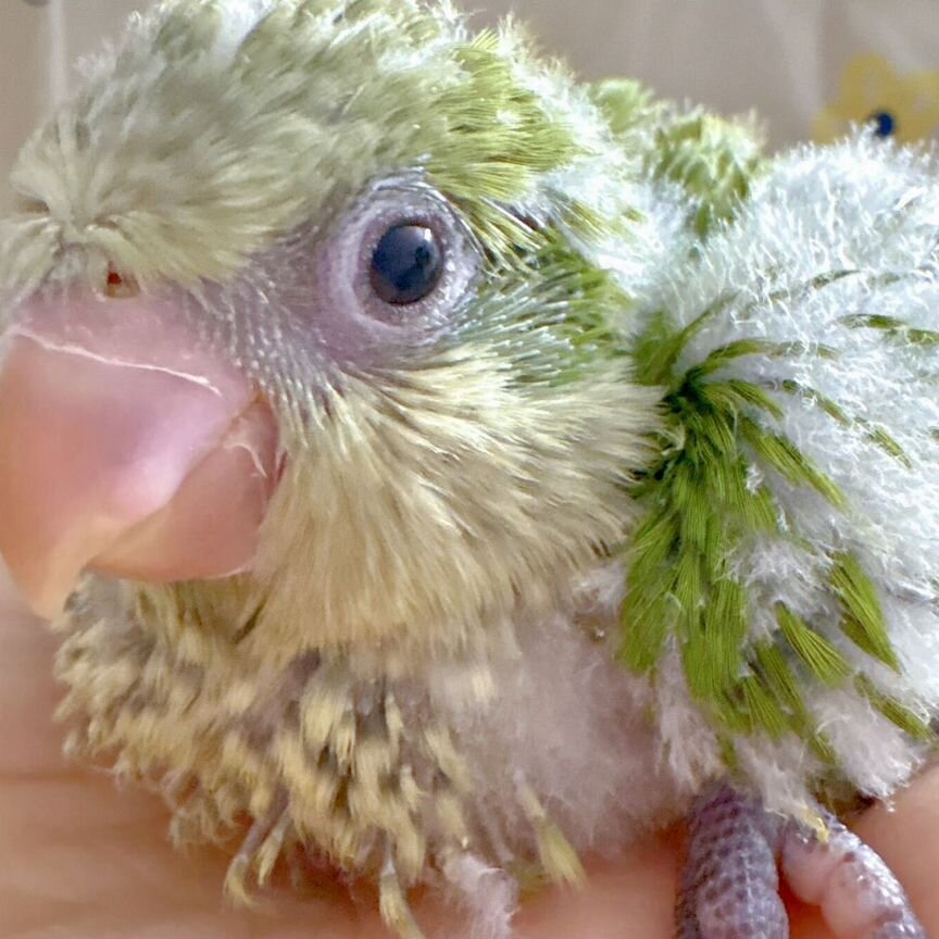 Монах Калита птенец выкормыши попугай