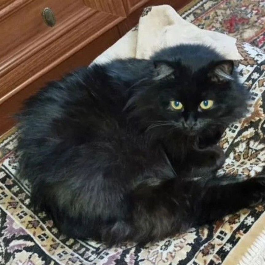 Взрослый кот в добрые руки