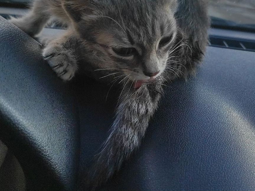 Найдена кошка