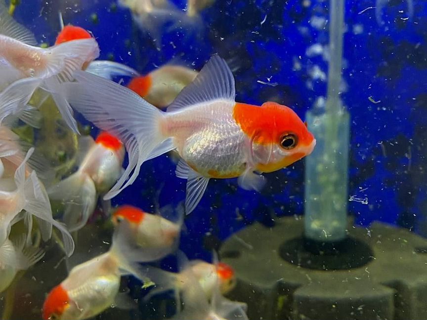 Золотая рыбка, Красная шапочка, Черепаха