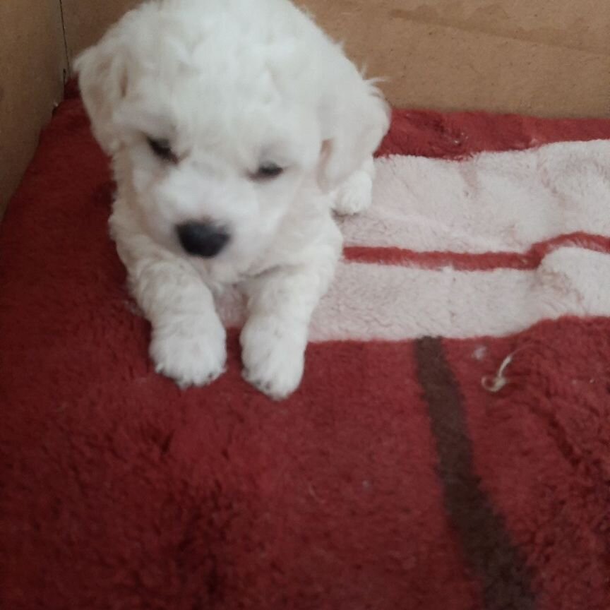 Бищон фризе щенки