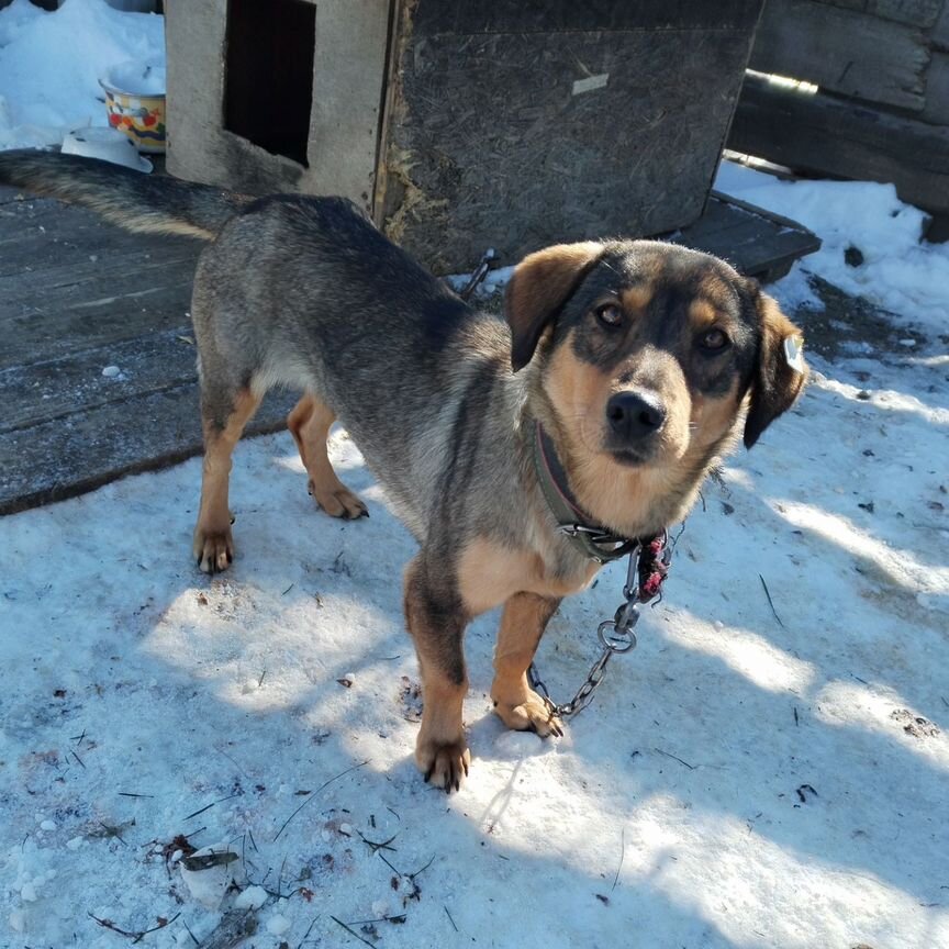 Собака в добрые руки