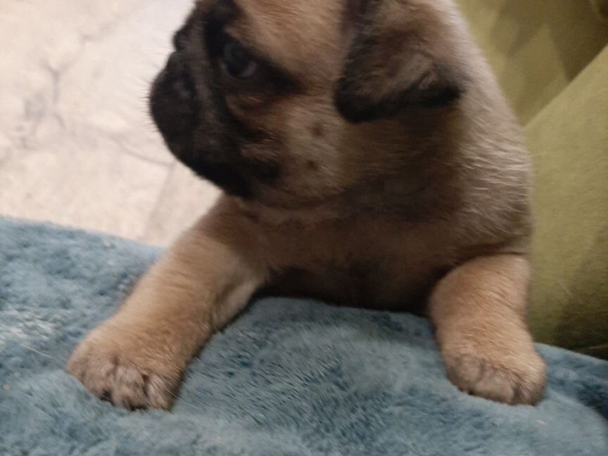 Щенки мопса