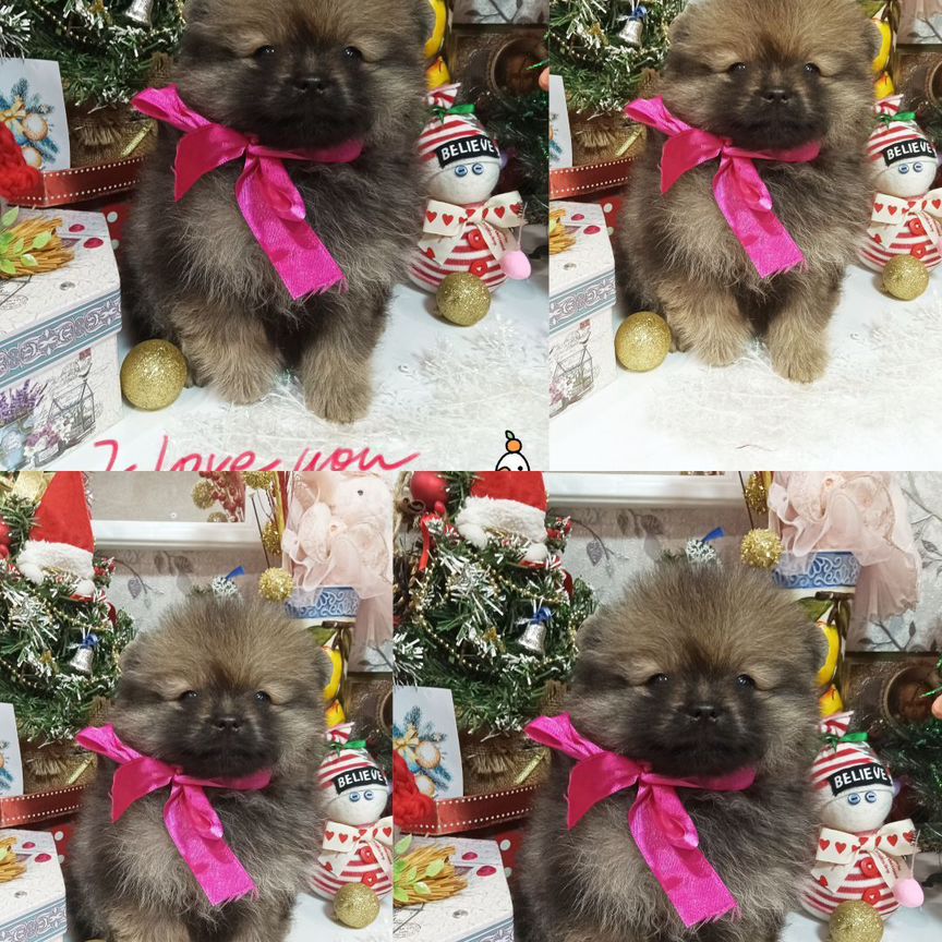 Померанский шпиц девочка