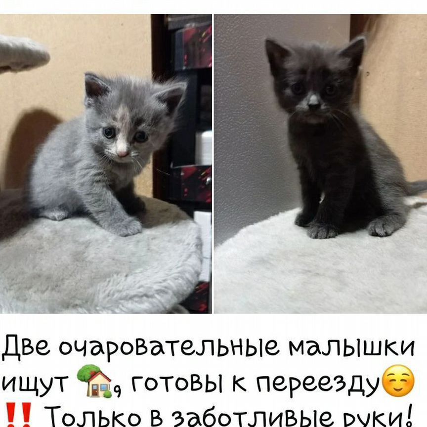 Британский длинношёрстный котёнок