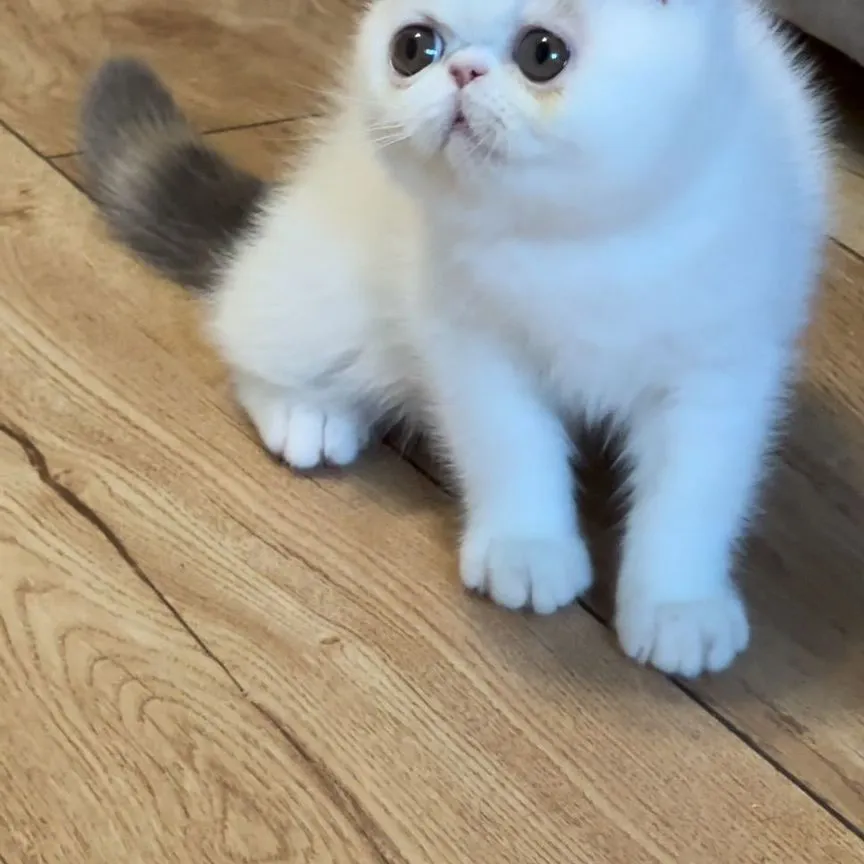 Экзотическая кошечка