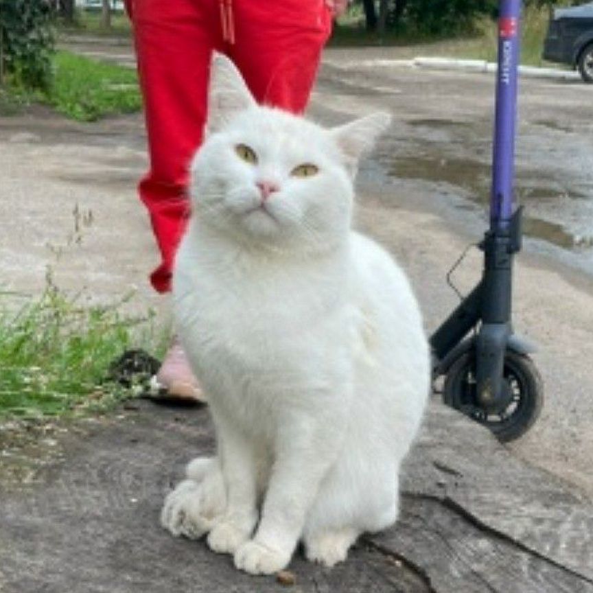 Котик