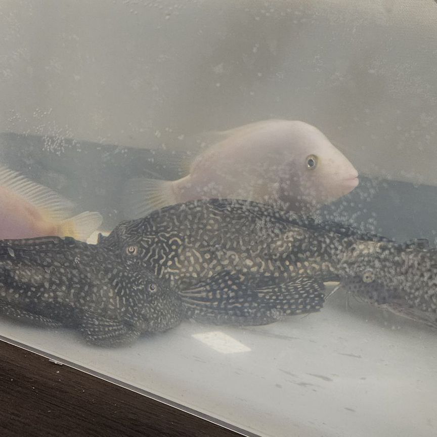 Сомы аквариумные