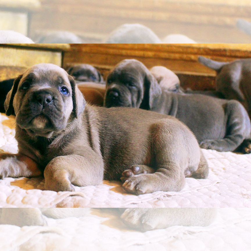 Кане-корсо, щенок