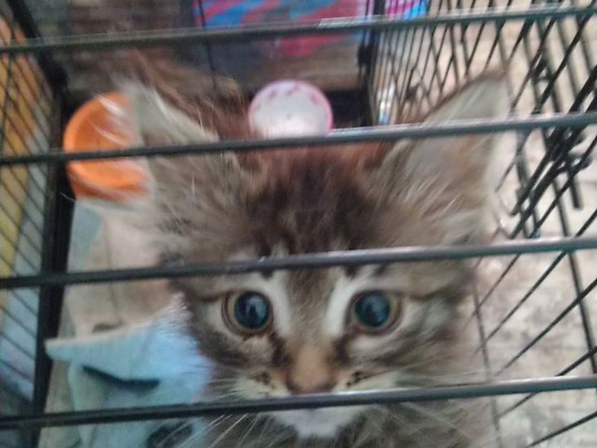 Котёнок в добрые руки