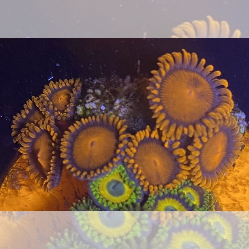 Кораллы для начинающих