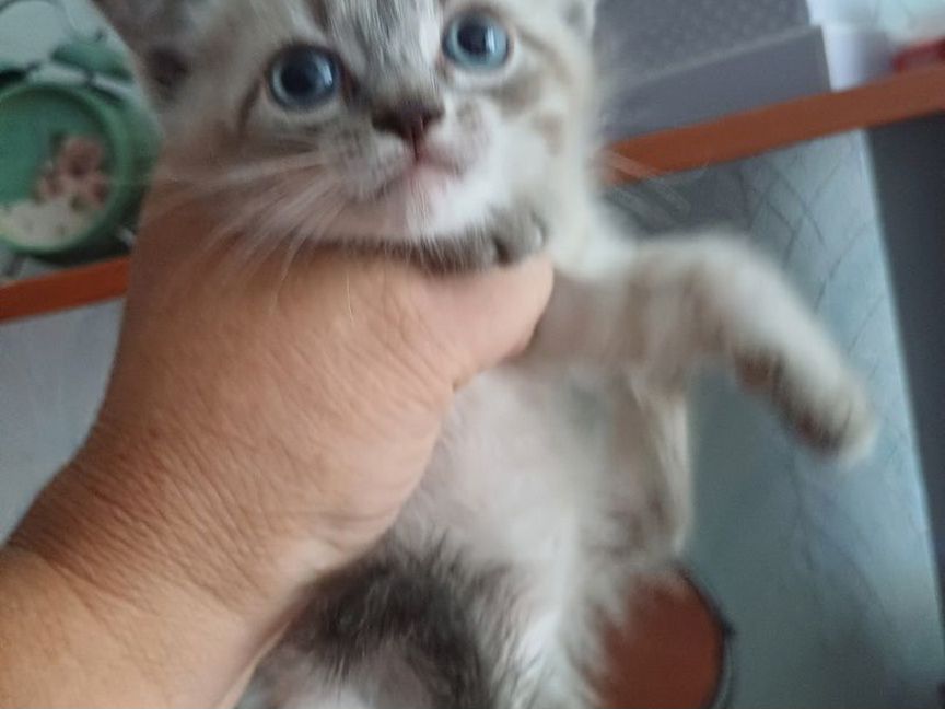 От невкой маскарадной И британского кота милые кот