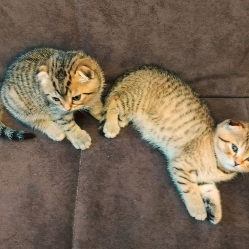 Кошки
