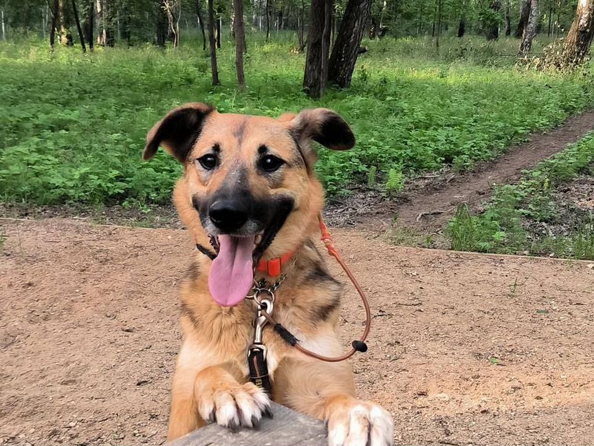 Собака домашняя в приюте воспитанная кинологом