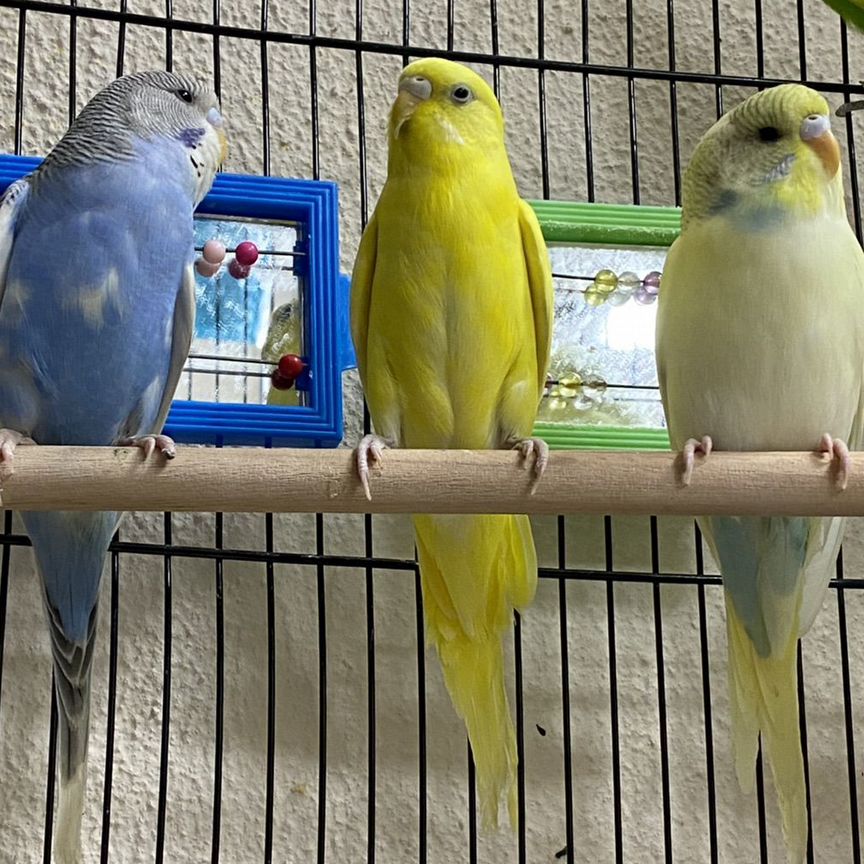 Волнистый попугай