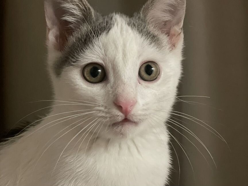 Котя ищет любящего хозяина