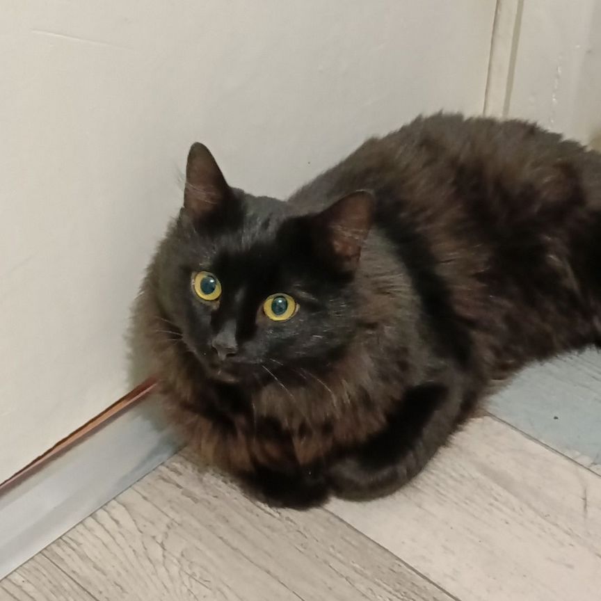 Котик в добрые руки