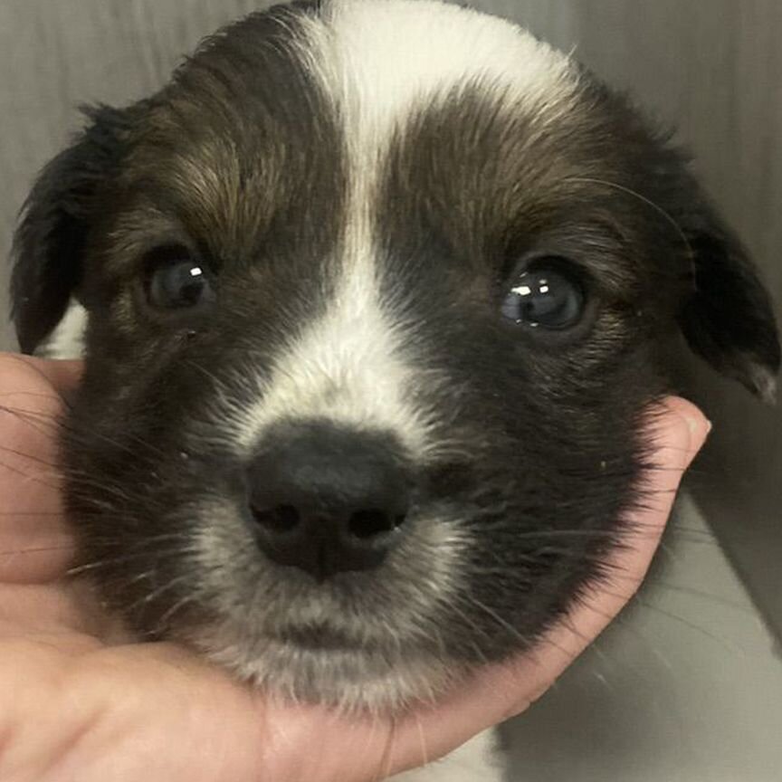 Сибирский хаски, щенок