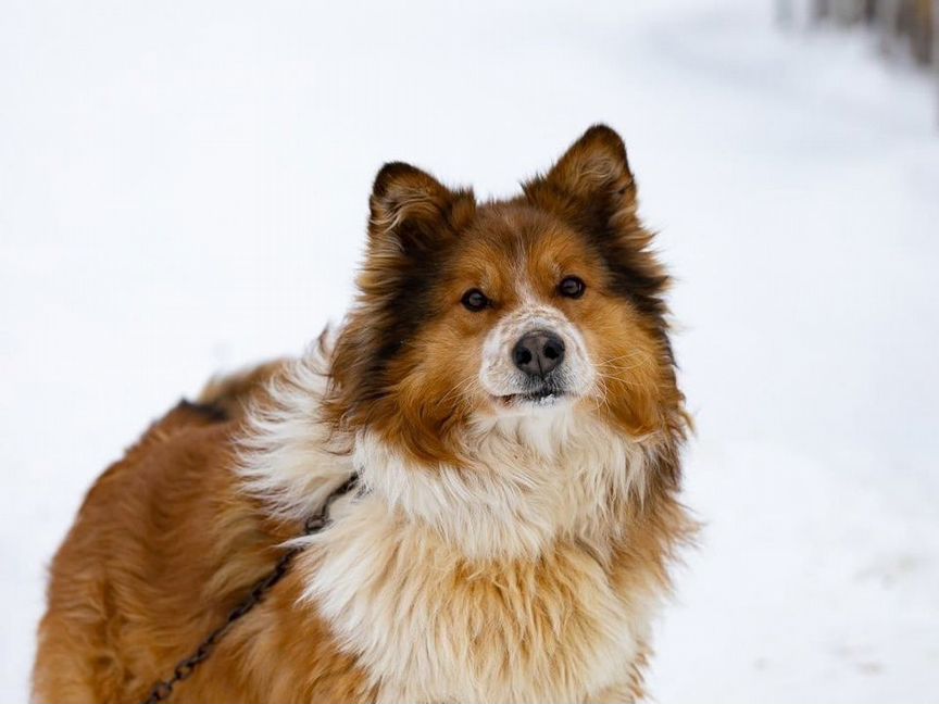Отдам собаку в добрые руки