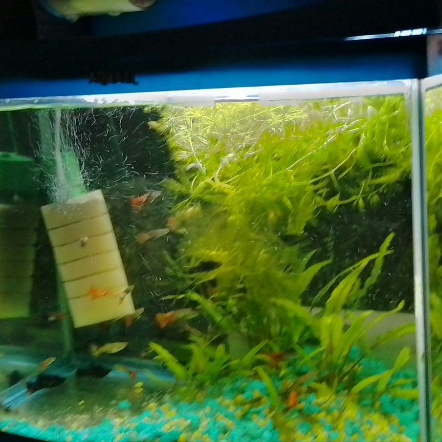 Аквариум целиком заряжен