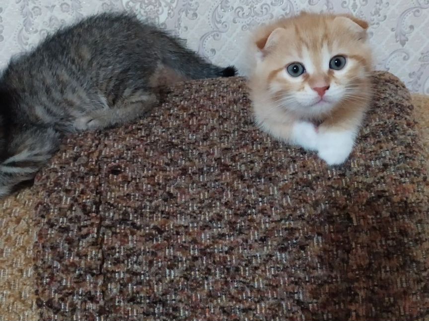 Шотландская