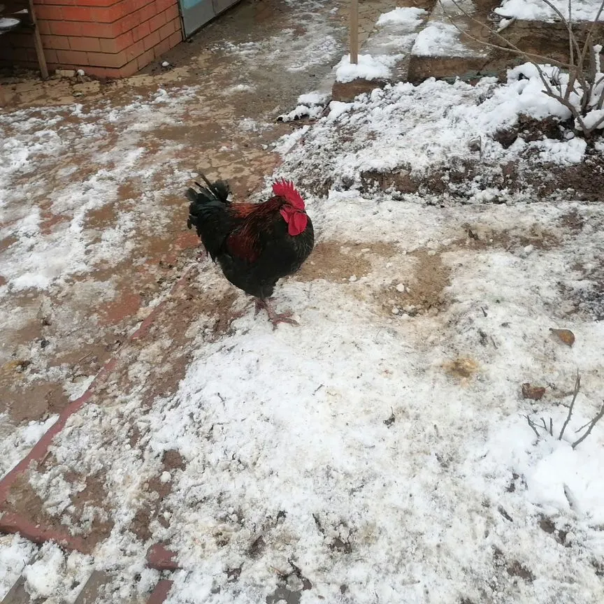 Петухи