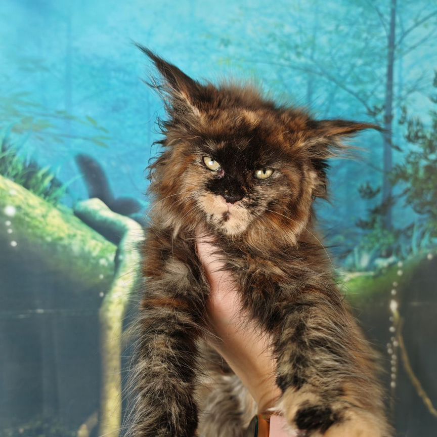 Нежнейшая девочка мейн кун