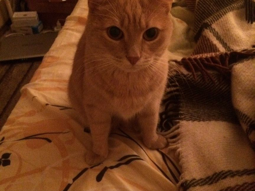 Отдам рыжего котика