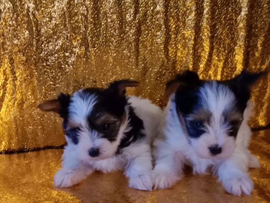 Биверы мальчишки