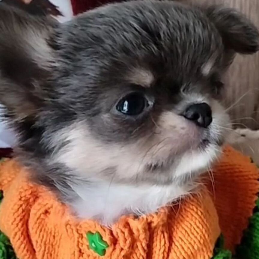 Элитные цветные щенки чихуахуа