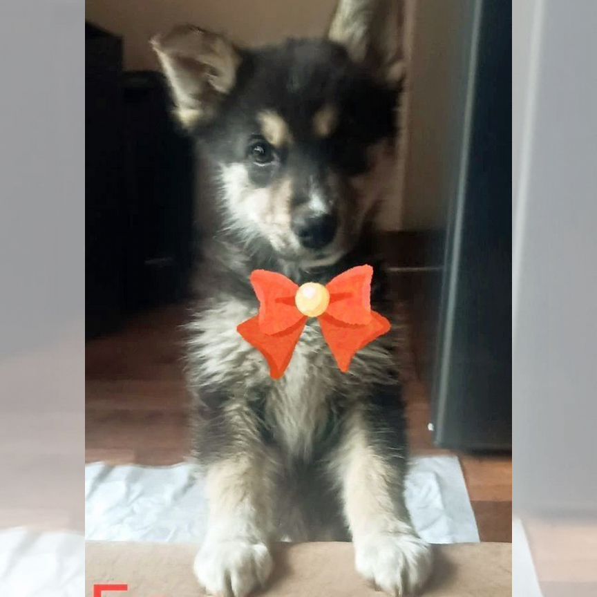 Щенок в добрые руки
