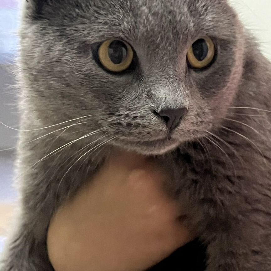 Отдам бесплатно Шартрез