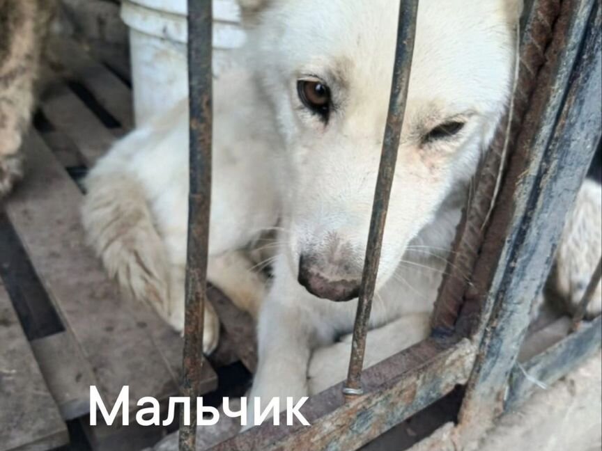 Собака в добрые руки отдам бесплатно