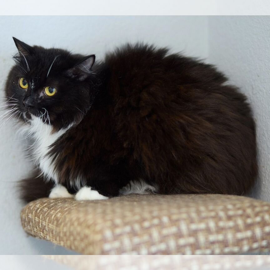Кошка Луна ищет дом