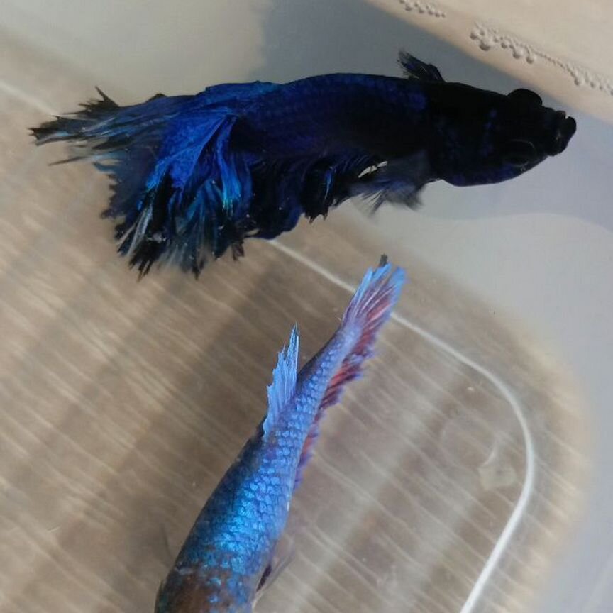 Рыбки (петушок и курочка)