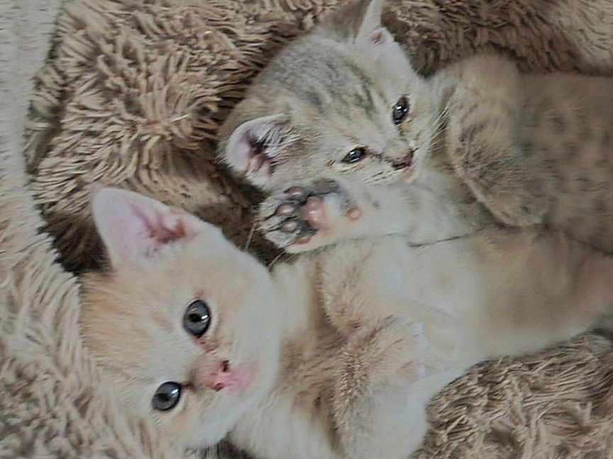 Шотладские котята