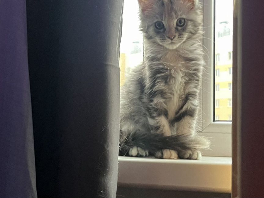 Мейн кун котенок девочка