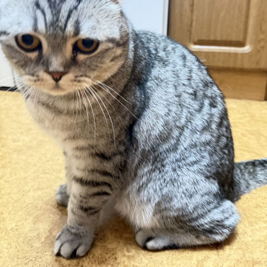 Шотландский вислоухий короткошёрстный, взрослый кот