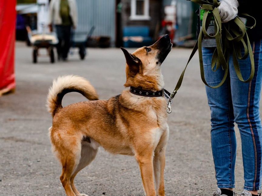 Подарок ждет в приюте