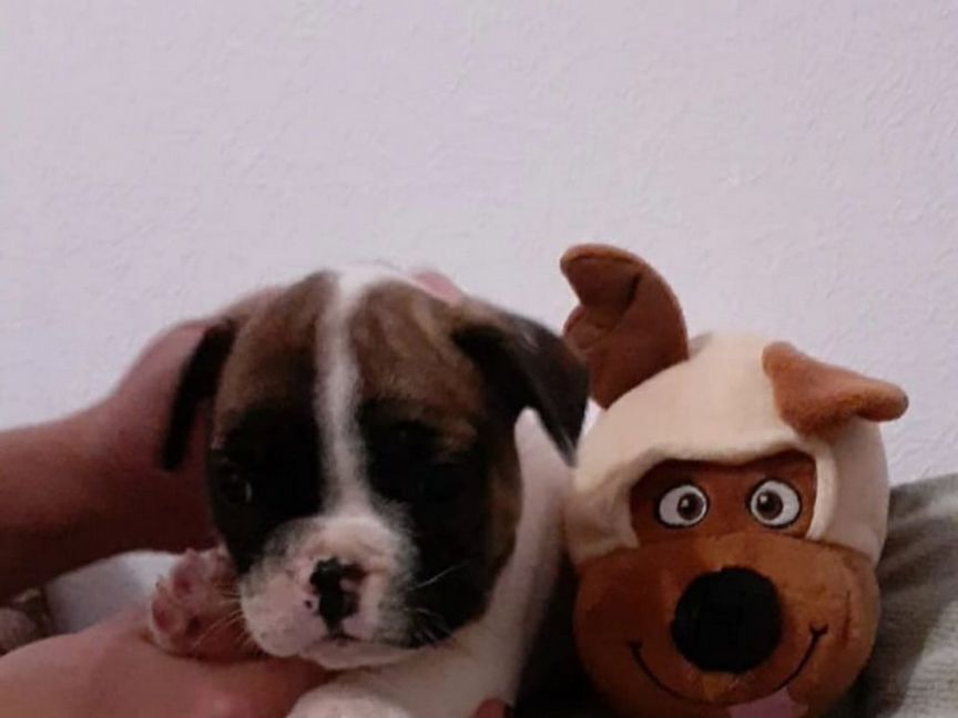 Французский бульдог щенки