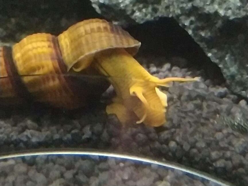 Тиломелания Улитка