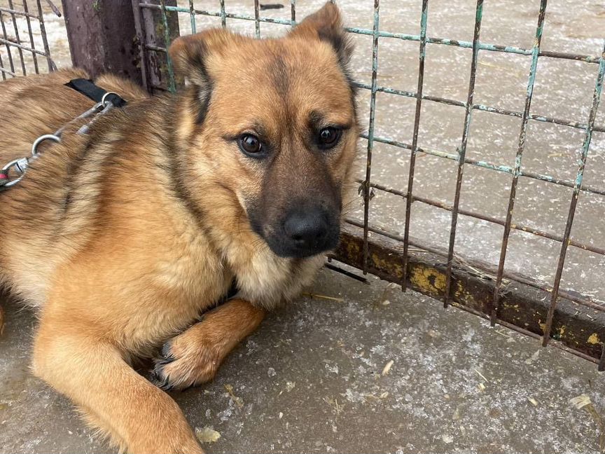 Собака в добрые руки отдам бесплатно