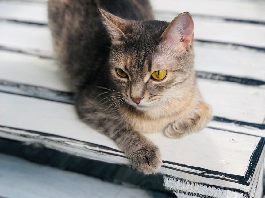 Пристраивается котик из котокафе в океане