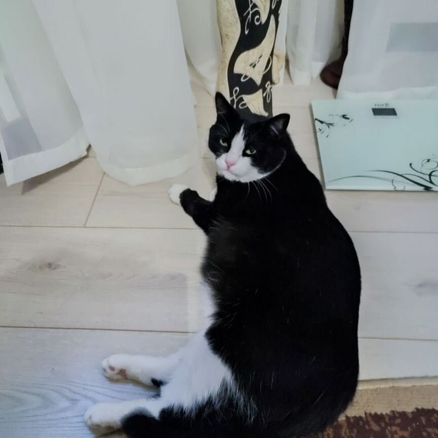 Котик Марсик