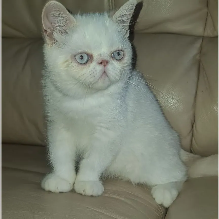 Котенок экзот