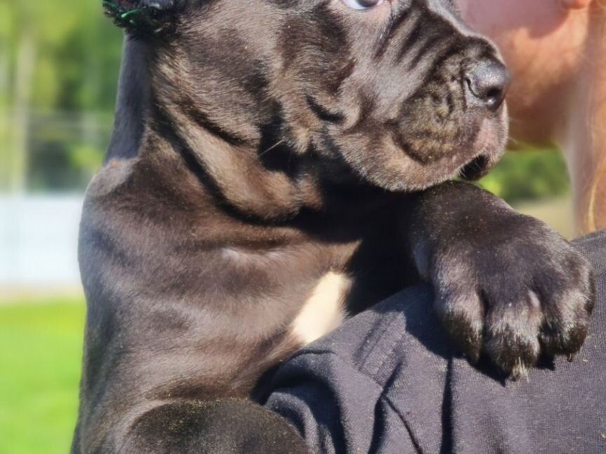 Малыши Кане Корсо