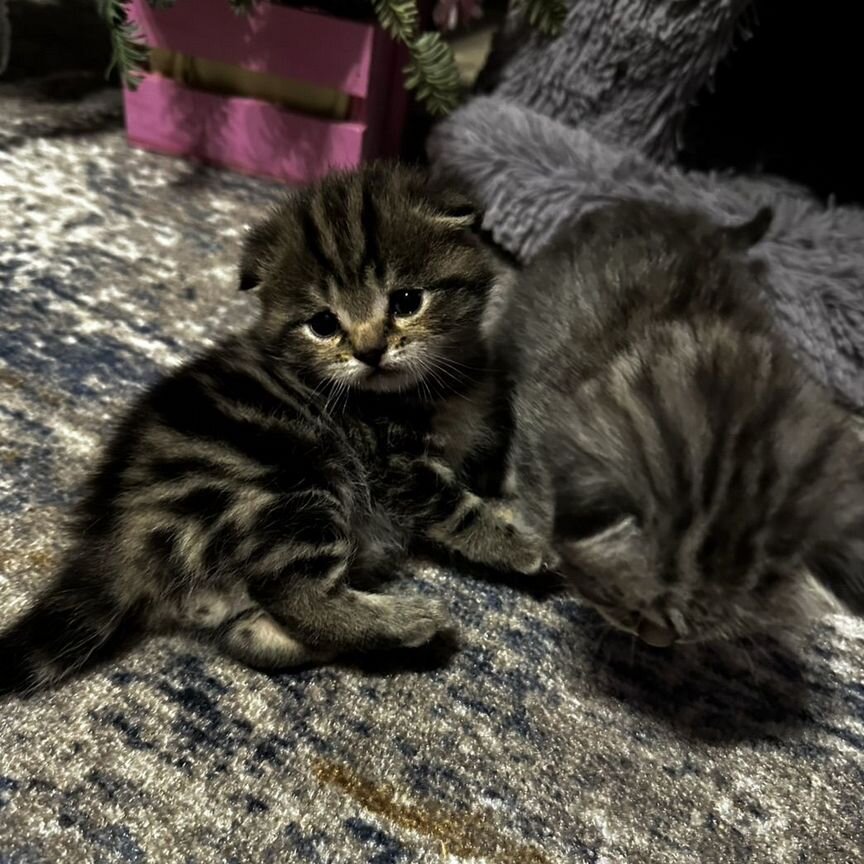 Шотландский вислоухий короткошёрстный котёнок