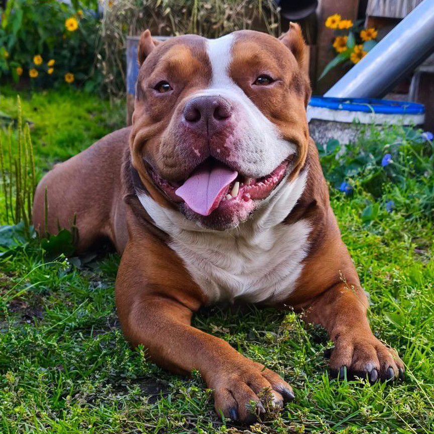 Американский булли, вязка