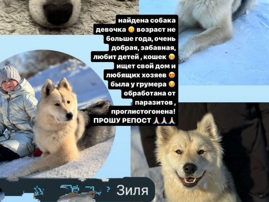 Найдена собака, ищем старых или новых хозяев