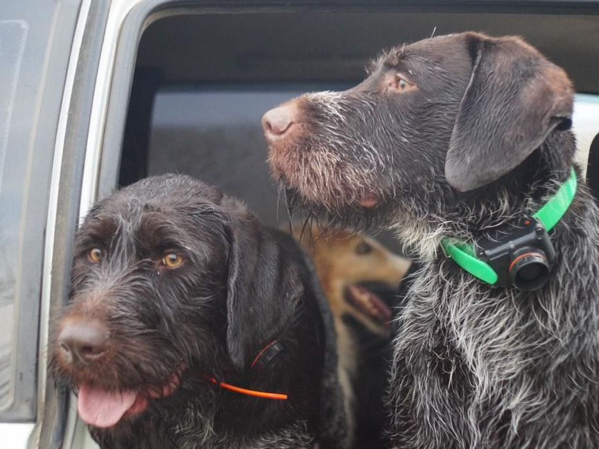 Собака дратхаар